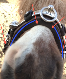 Why use a cavesson at all? | Learn Lunging