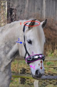 How to fit a cavesson correctly?