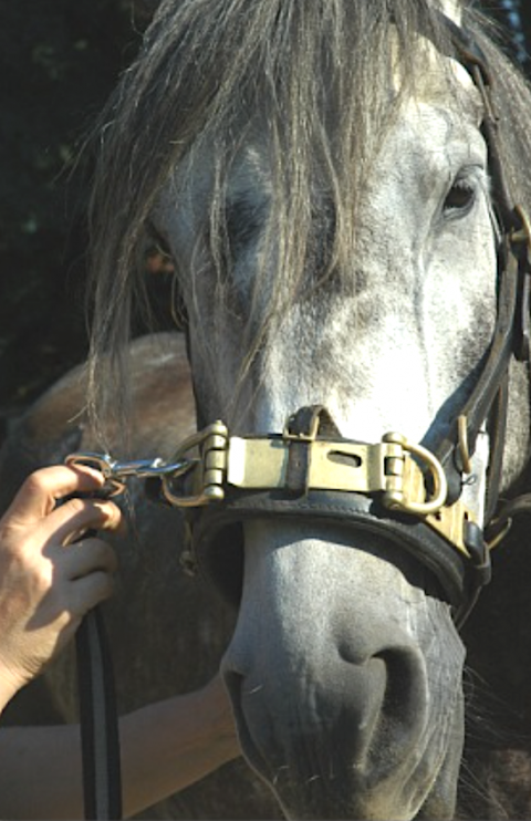 How to fit a cavesson correctly?