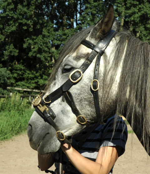 How to fit a cavesson correctly?