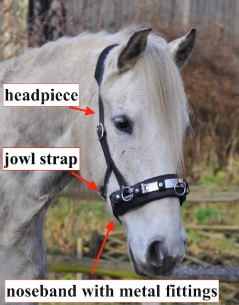 Why use a cavesson at all? | Learn Lunging