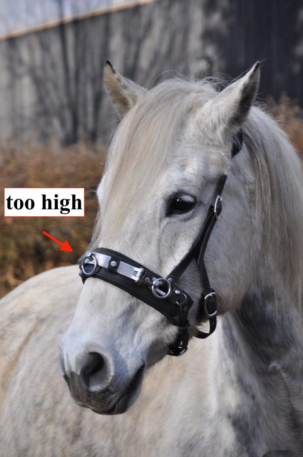 How to fit a cavesson correctly?