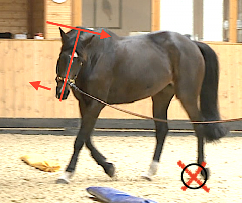Flexion at the Poll | Horse training