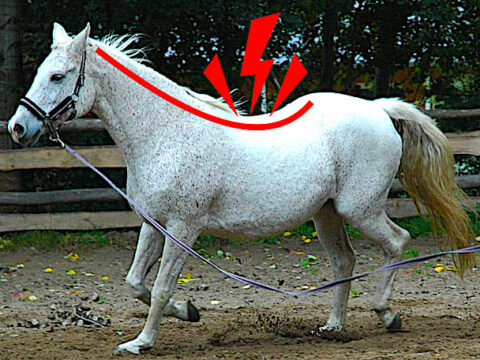 Identify if a horse has back problems! Symptoms & Tips